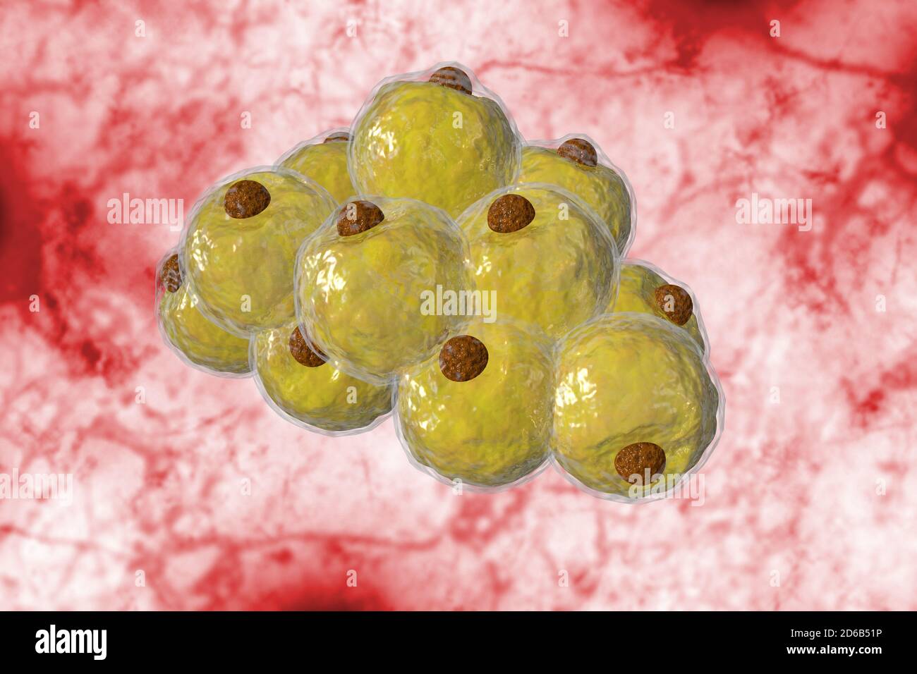 Les cellules adipeuses humaines blancs sains aussi connu comme les ...