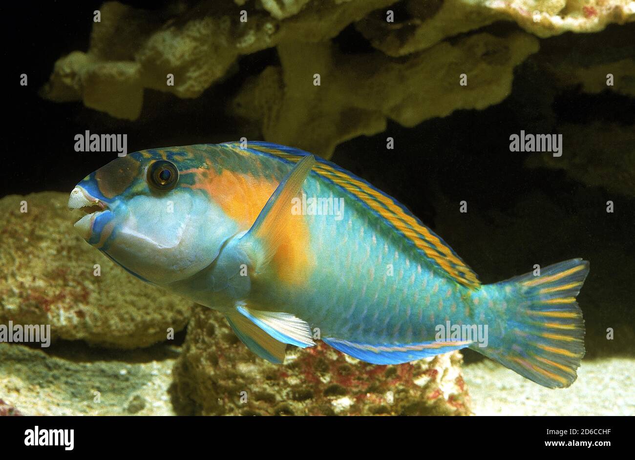 Poisson perroquet scarus sordidus Banque de photographies et d’images à ...