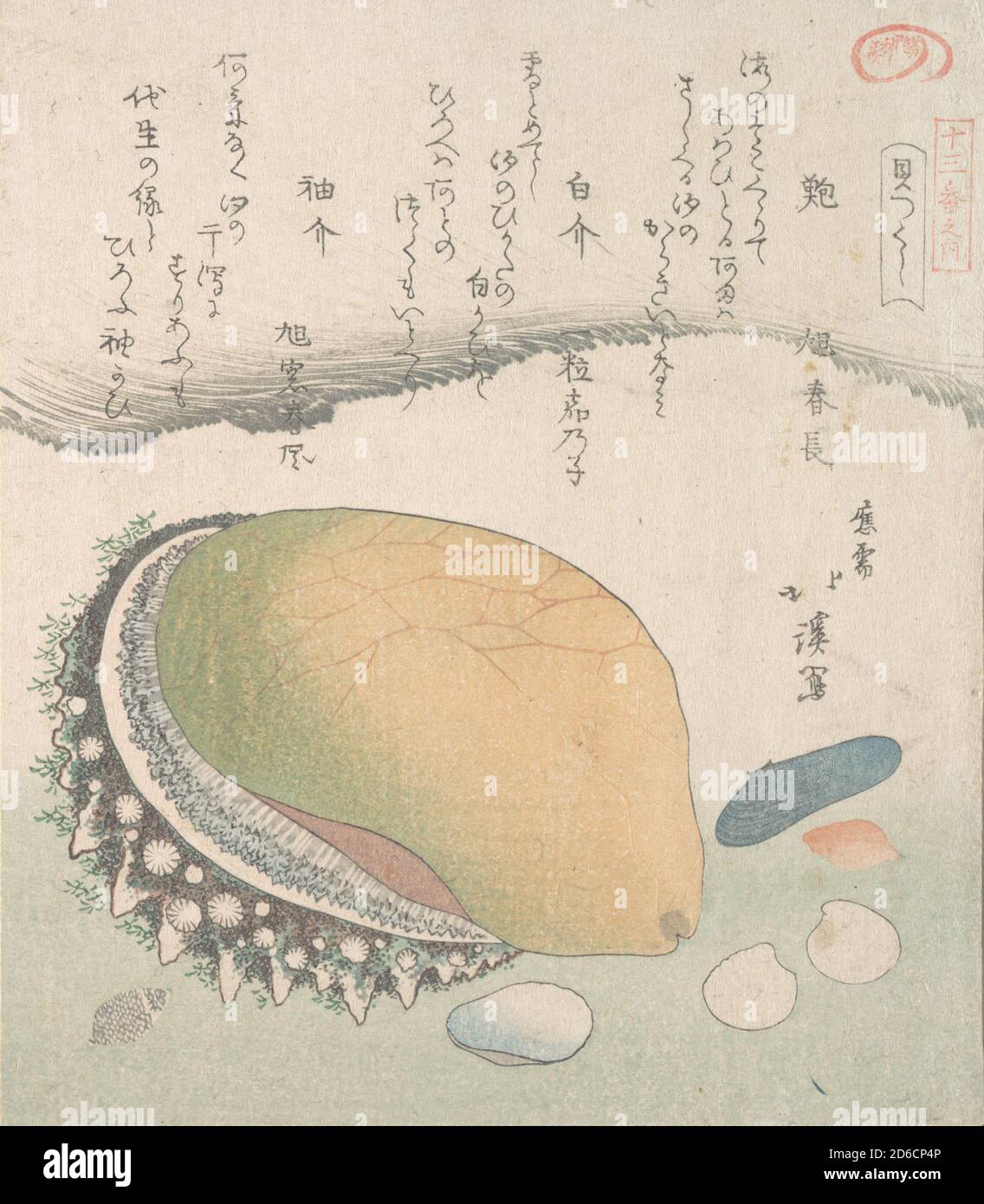 Ear shells Banque de photographies et d’images à haute résolution - Alamy