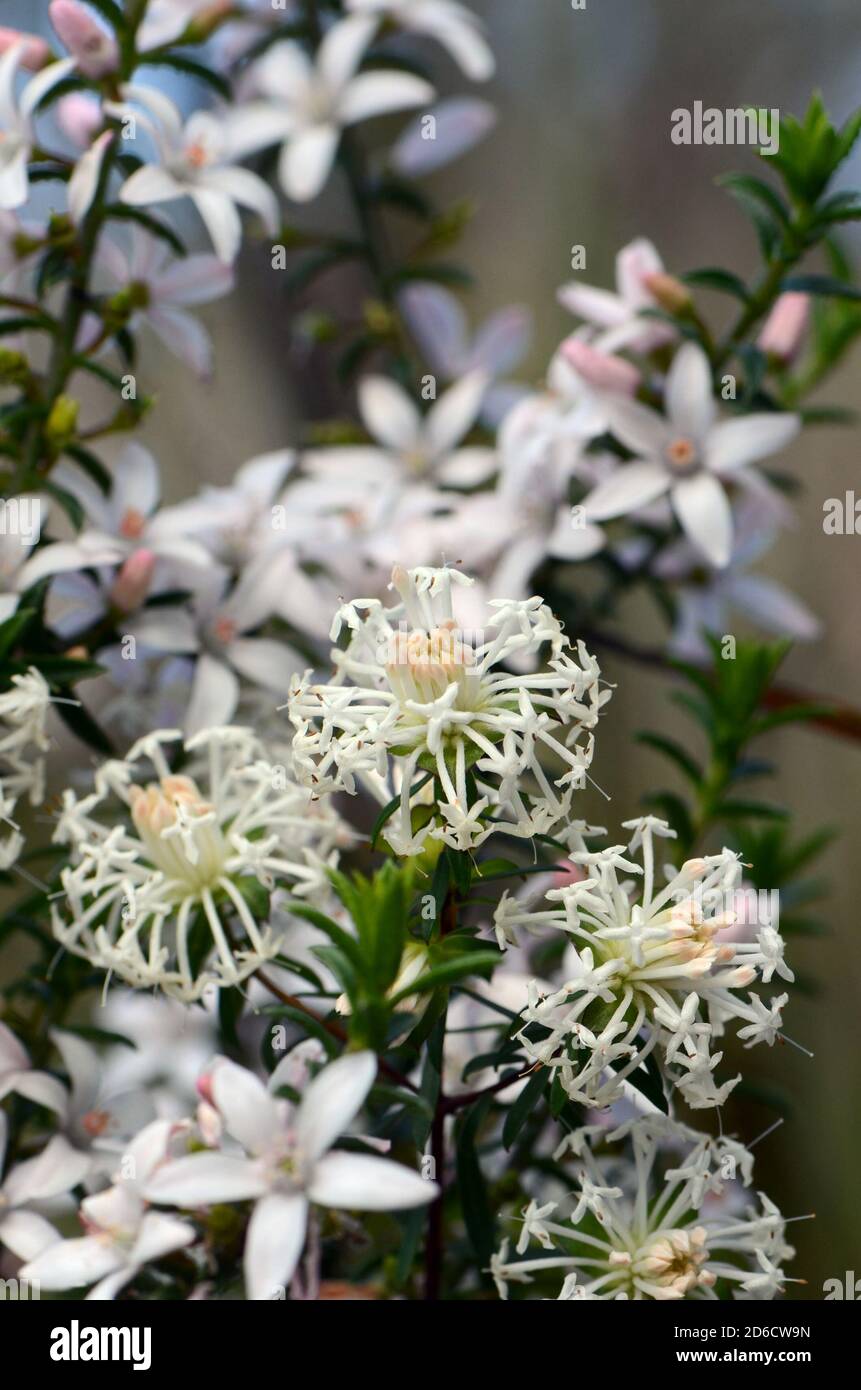 Fleurs de riz australien Banque de photographies et d’images à haute ...