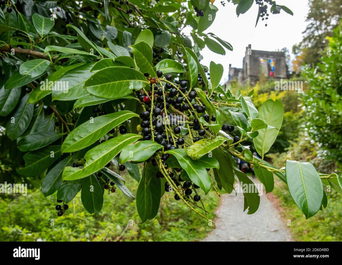 Laurier cerise Banque de photographies et d’images à haute résolution ...