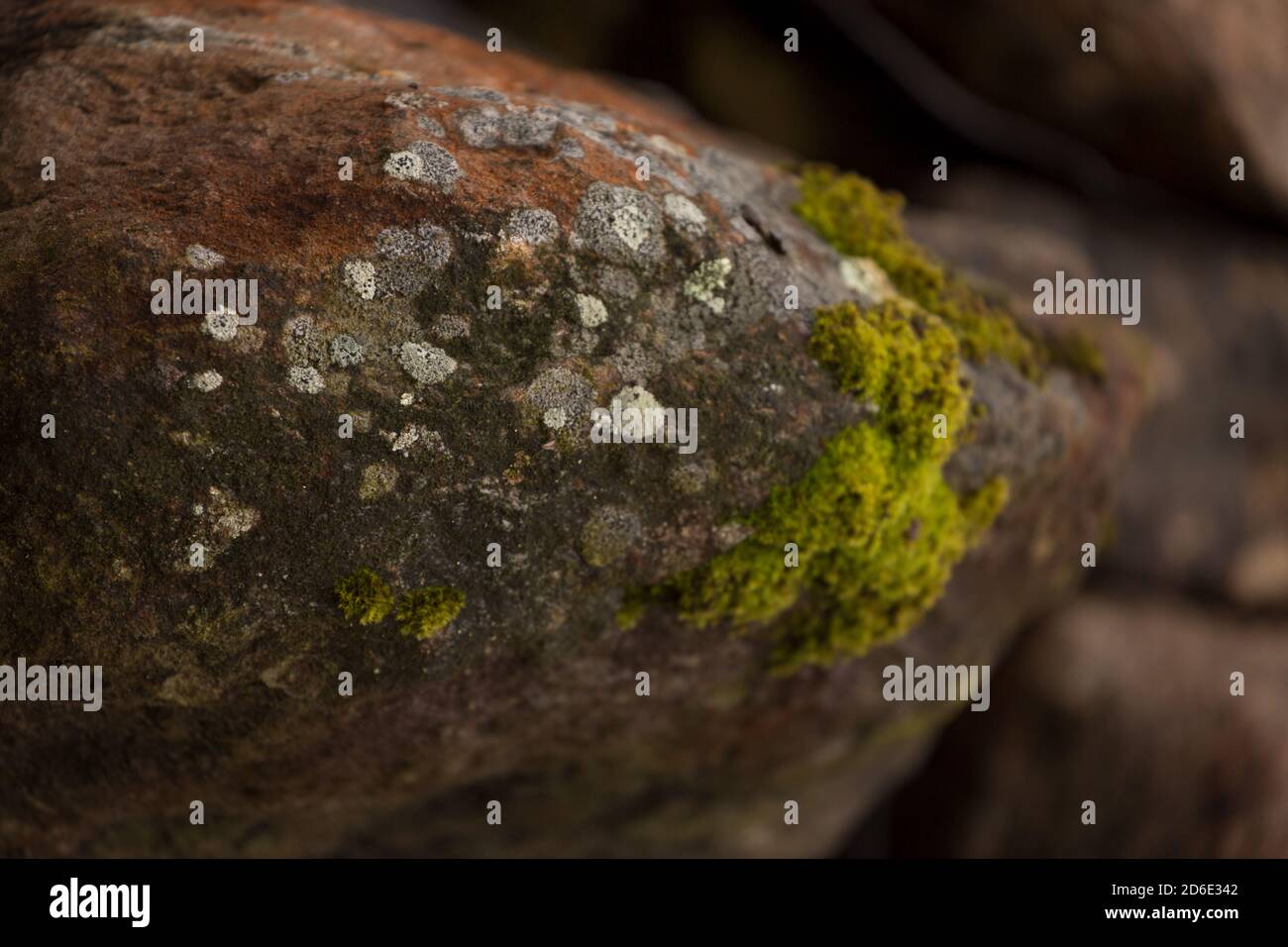 Mousse et lichen sur rocher Banque de photographies et d’images à haute ...