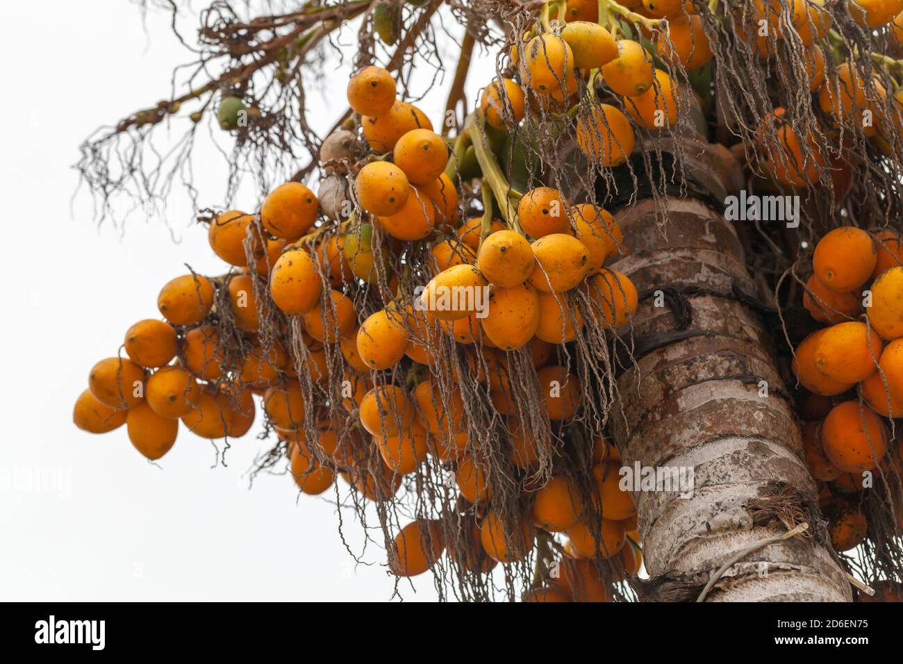 Arbre de dattes avec des fruits Banque de photographies et d’images à ...