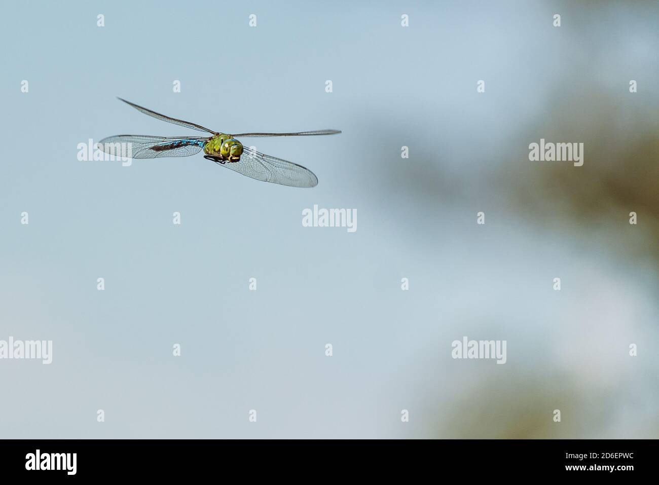 Libellule vol Banque de photographies et d’images à haute résolution ...