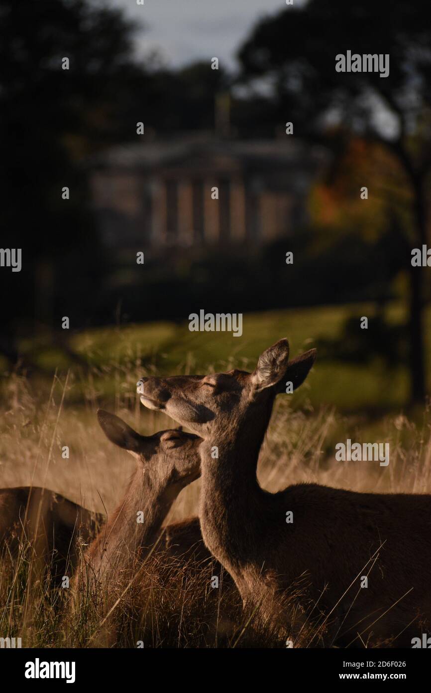 Tatton hall Banque de photographies et d’images à haute résolution - Alamy