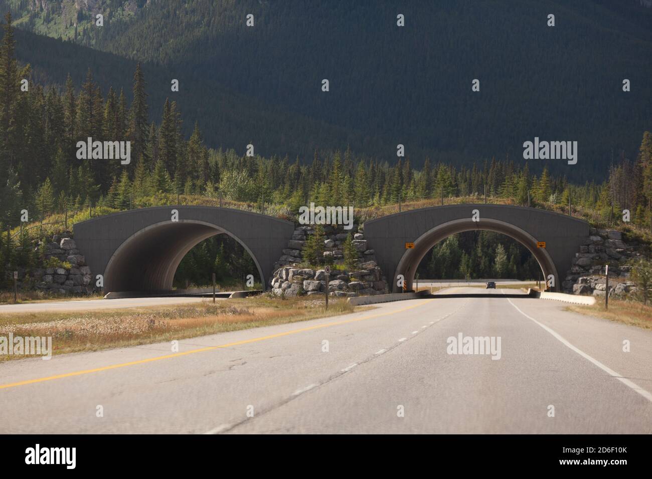 Wildlife crossing banff national park Banque de photographies et d ...