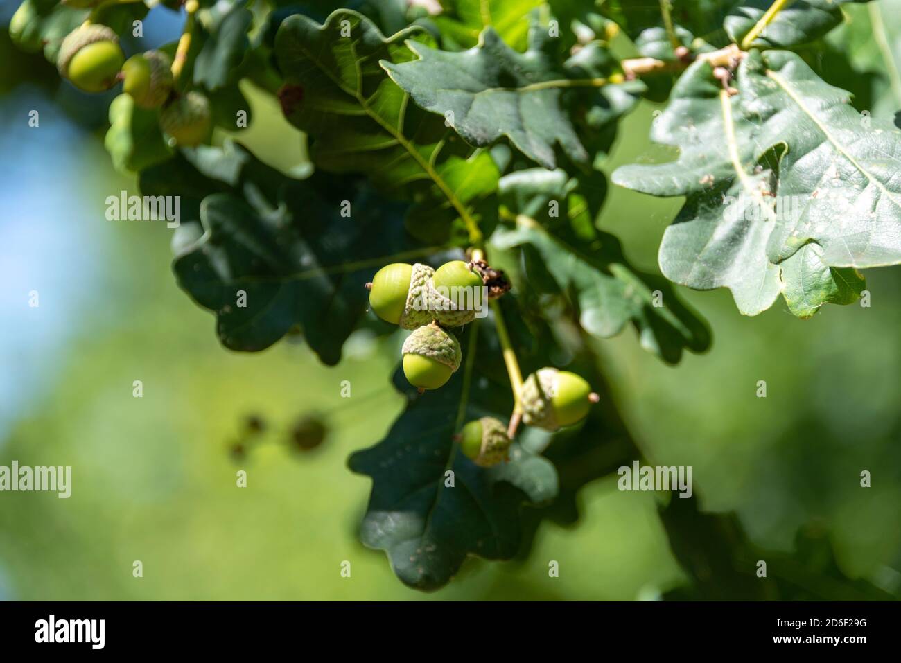 Feuilles et glands de quercus robur Banque de photographies et d’images ...