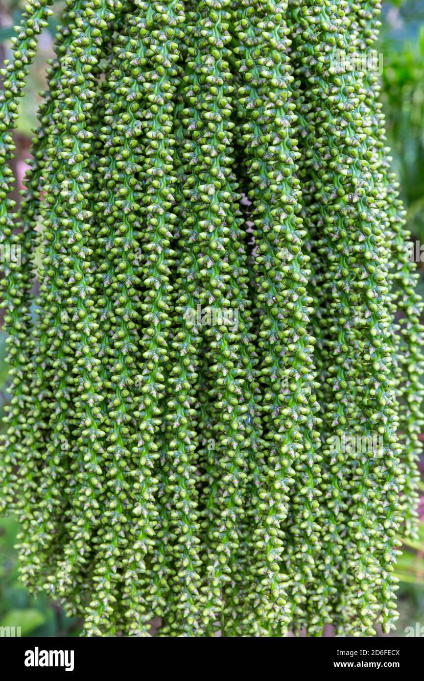Palmiers à queue de poisson, avec fruits, Caryota, le palmier Auberge ...
