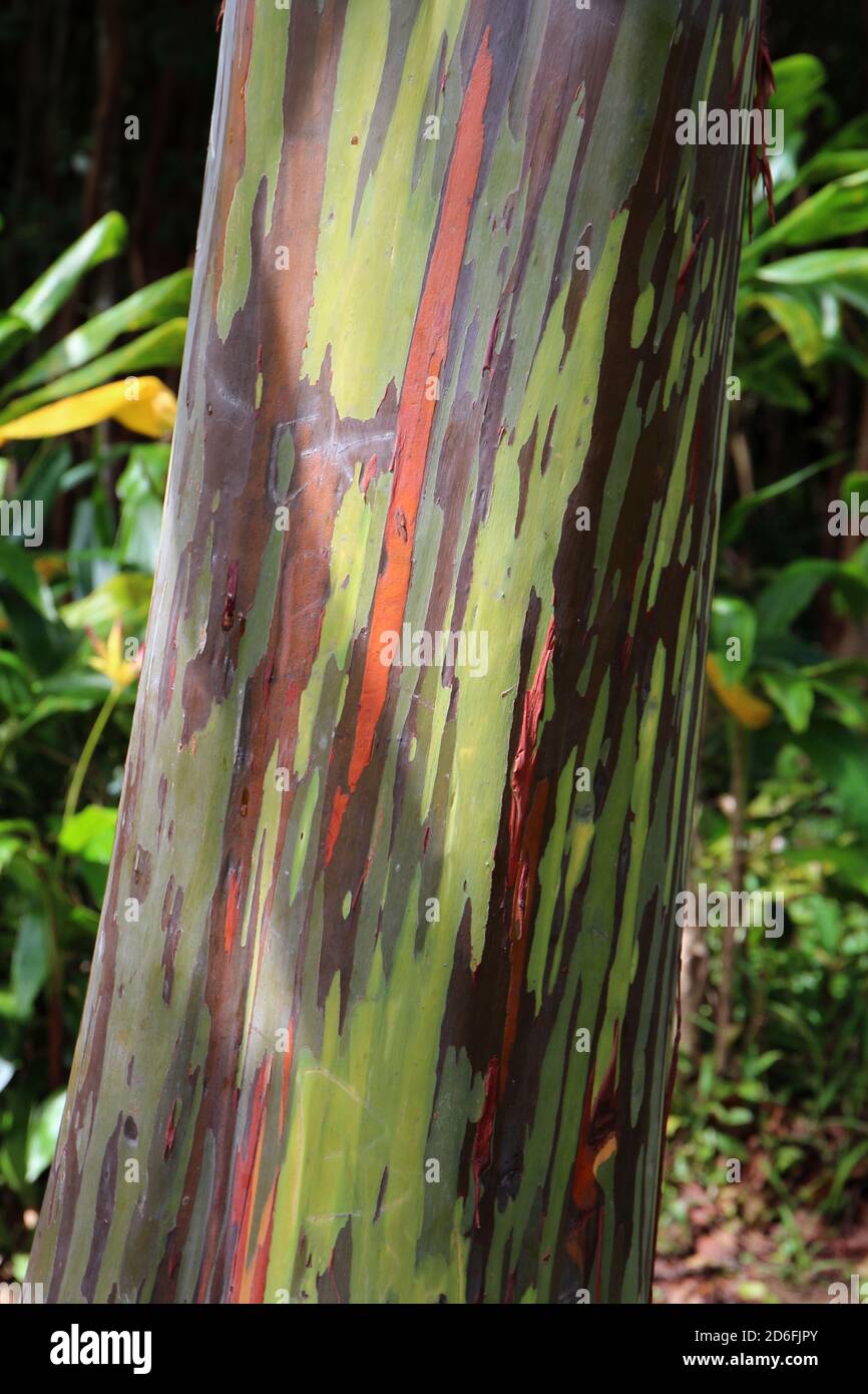 Arbre d'eucalyptus arc en ciel Banque de photographies et d’images à ...