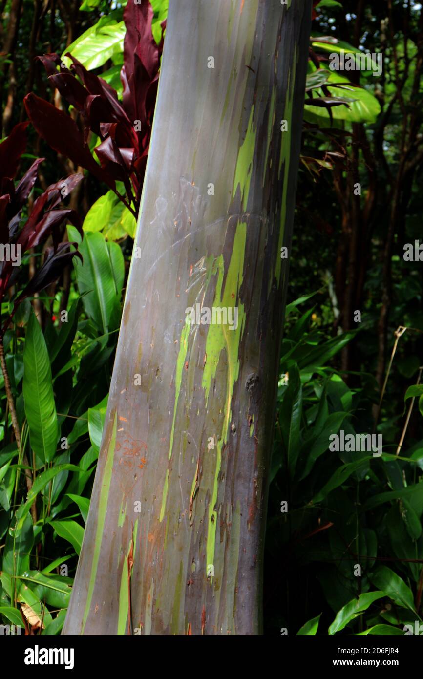 L'écorce colorée sur le tronc d'un Eucalyptus arc-en-ciel, Eucalyptus ...