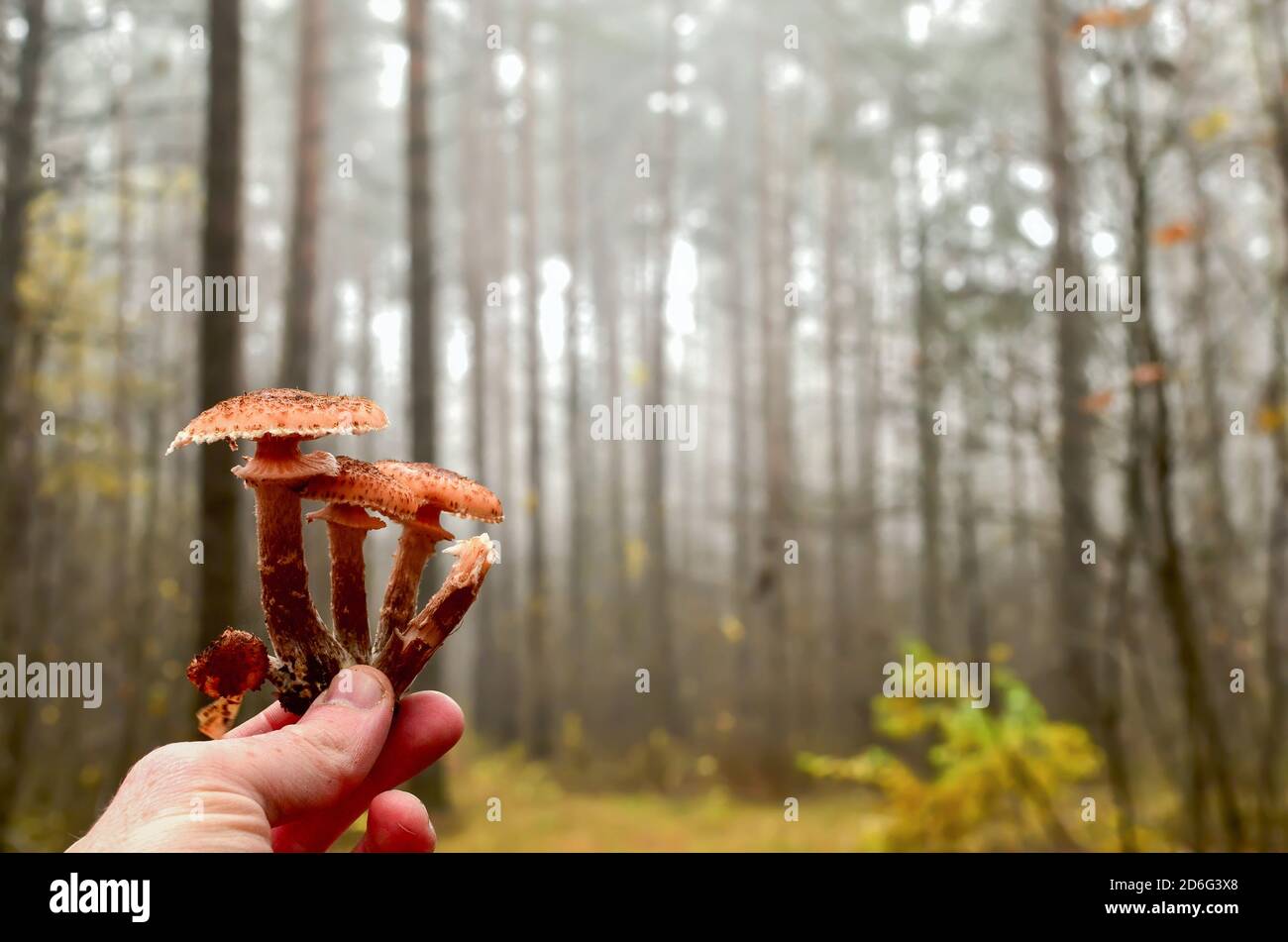 Le champignon Armillaria, un genre de champignon parasite comestible à ...