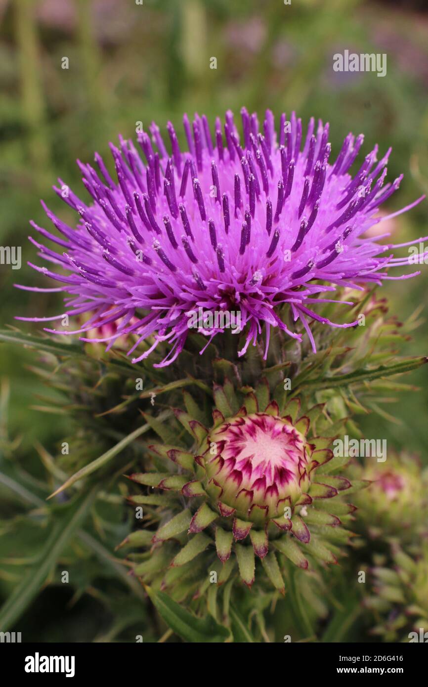 Chardon symbole de l'ecosse Banque de photographies et d’images à haute ...