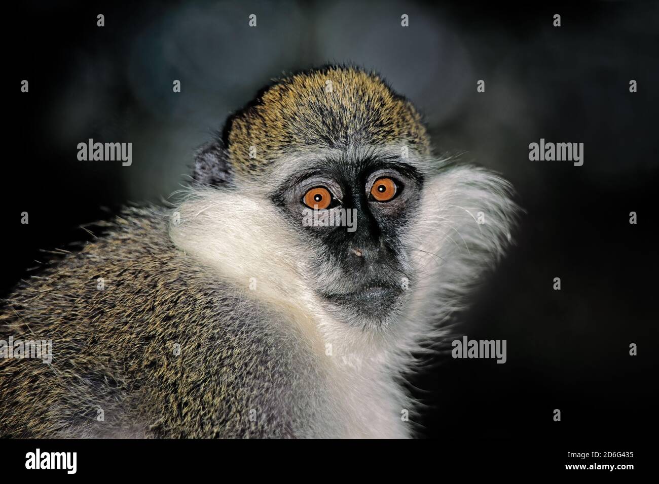 Singe grivet Banque de photographies et d’images à haute résolution - Alamy