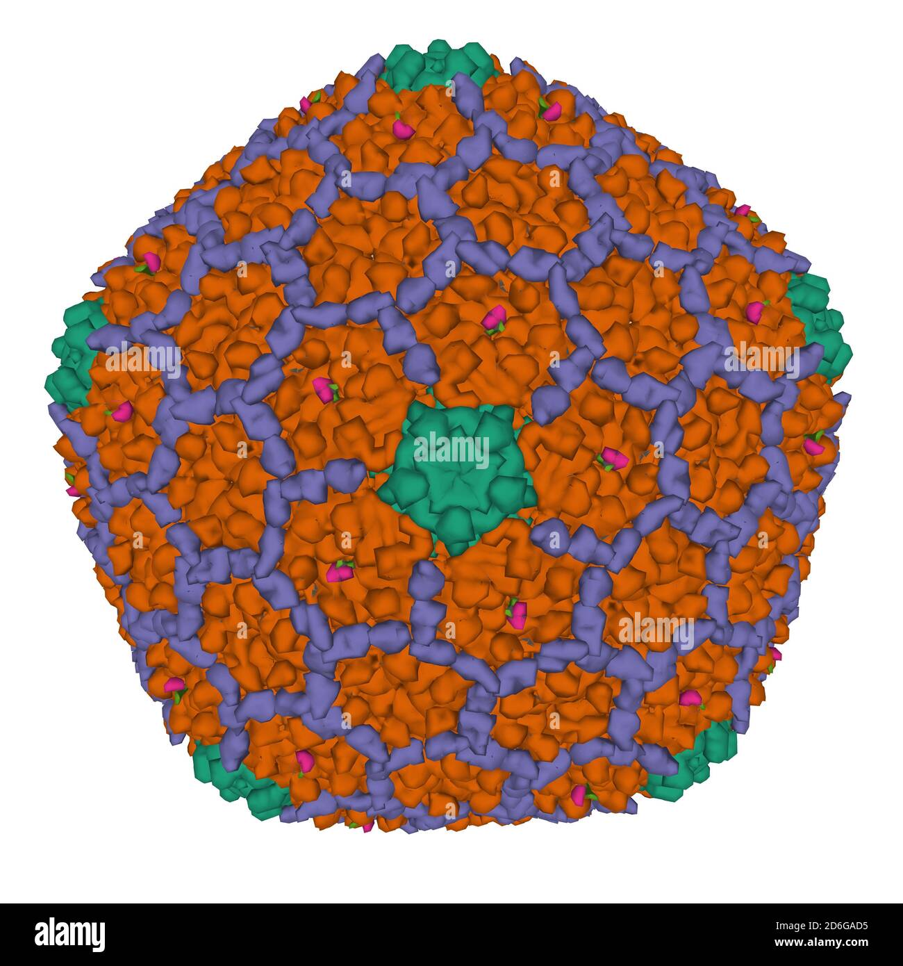 Bactériophage T4 isométrique capside isolé, modèle de surface 3D, fond ...
