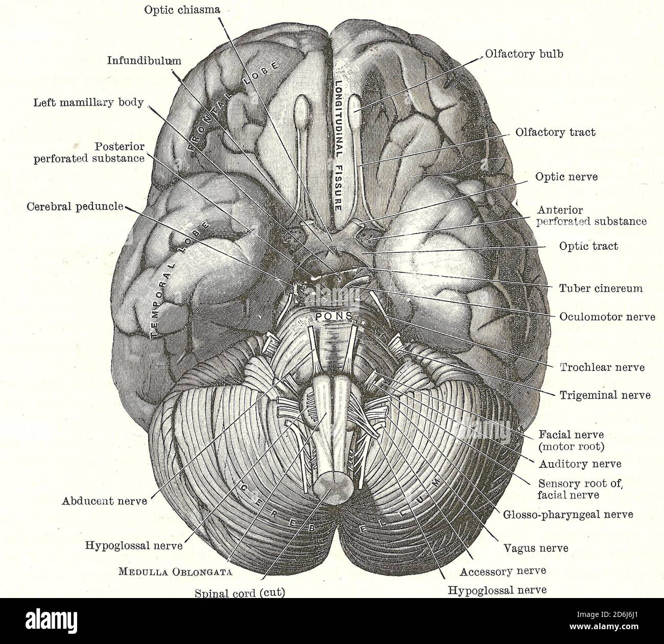Dissection du cerveau humain - base du cerveau et des nerfs crâniens, d ...