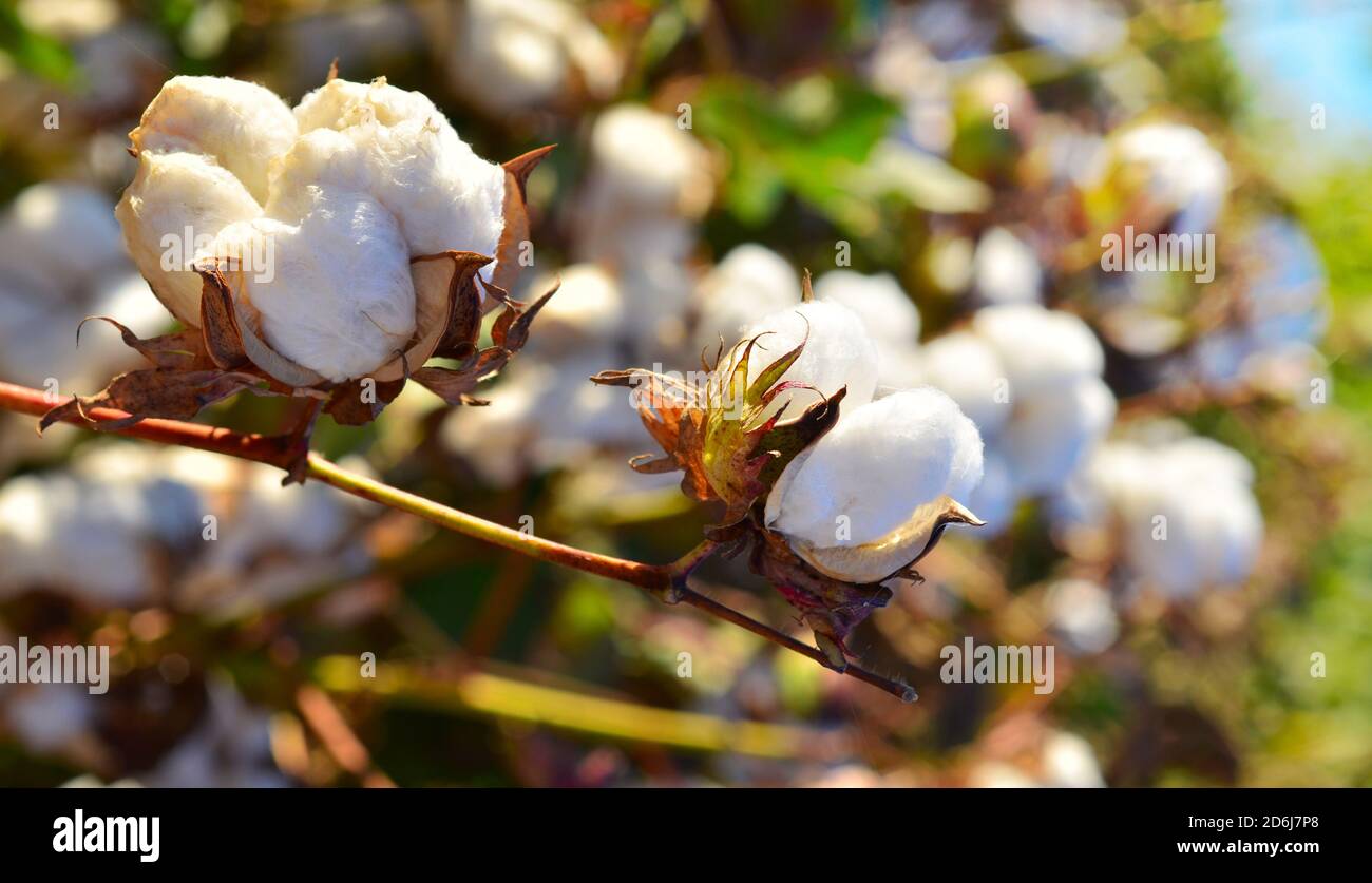 Champ de coton en afrique Banque de photographies et d’images à haute ...
