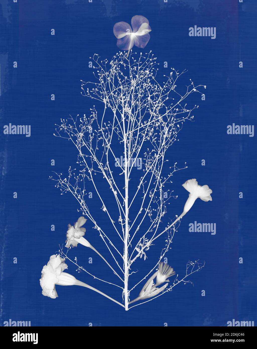 Cyanotype photography Banque de photographies et d’images à haute ...