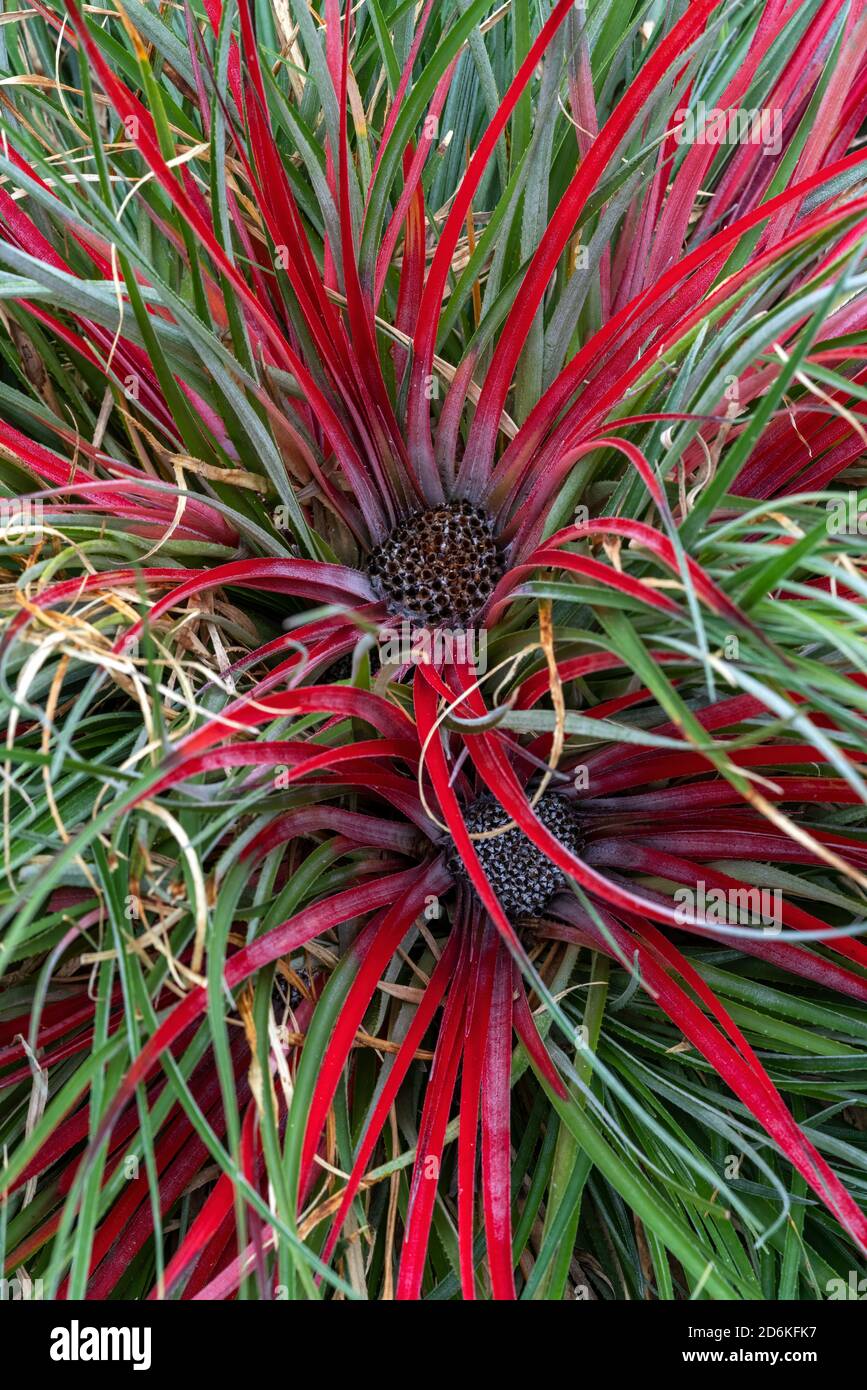 Fascicularia bicolor une fleur rouge et verte d'été qui est plante ...