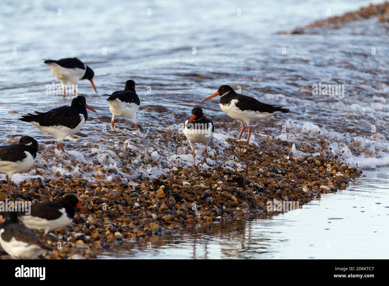 Oiseaux noirs pattes rouges Banque de photographies et d’images à haute ...