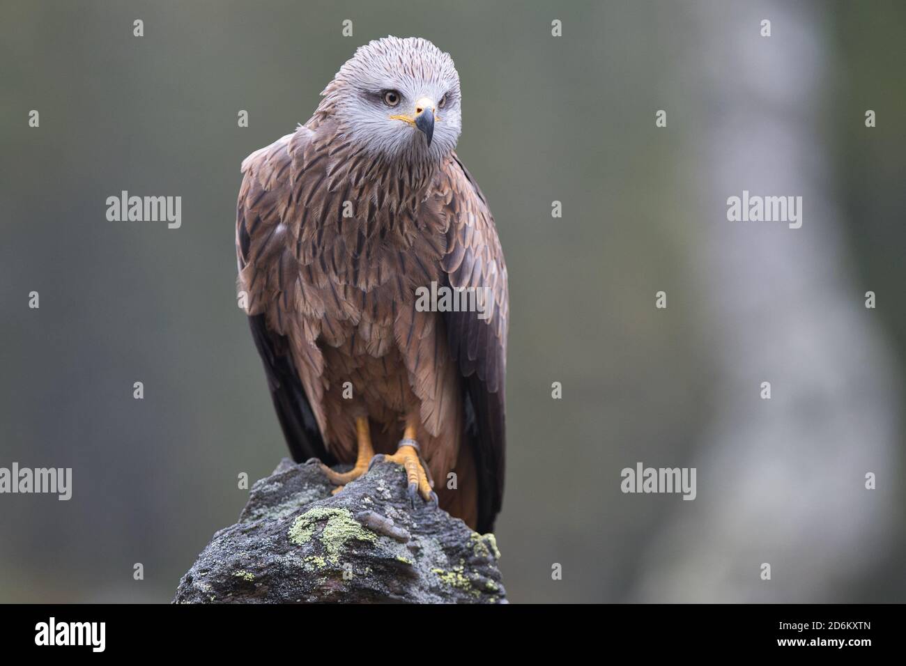 Vogel, oiseau, Greifvogel, oiseau de proie, Milvus milvus, Roter Milan ...