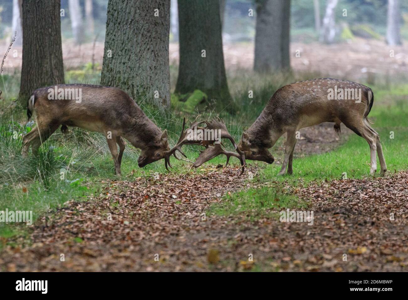 Combat de cerfs mâles Banque de photographies et d’images à haute ...
