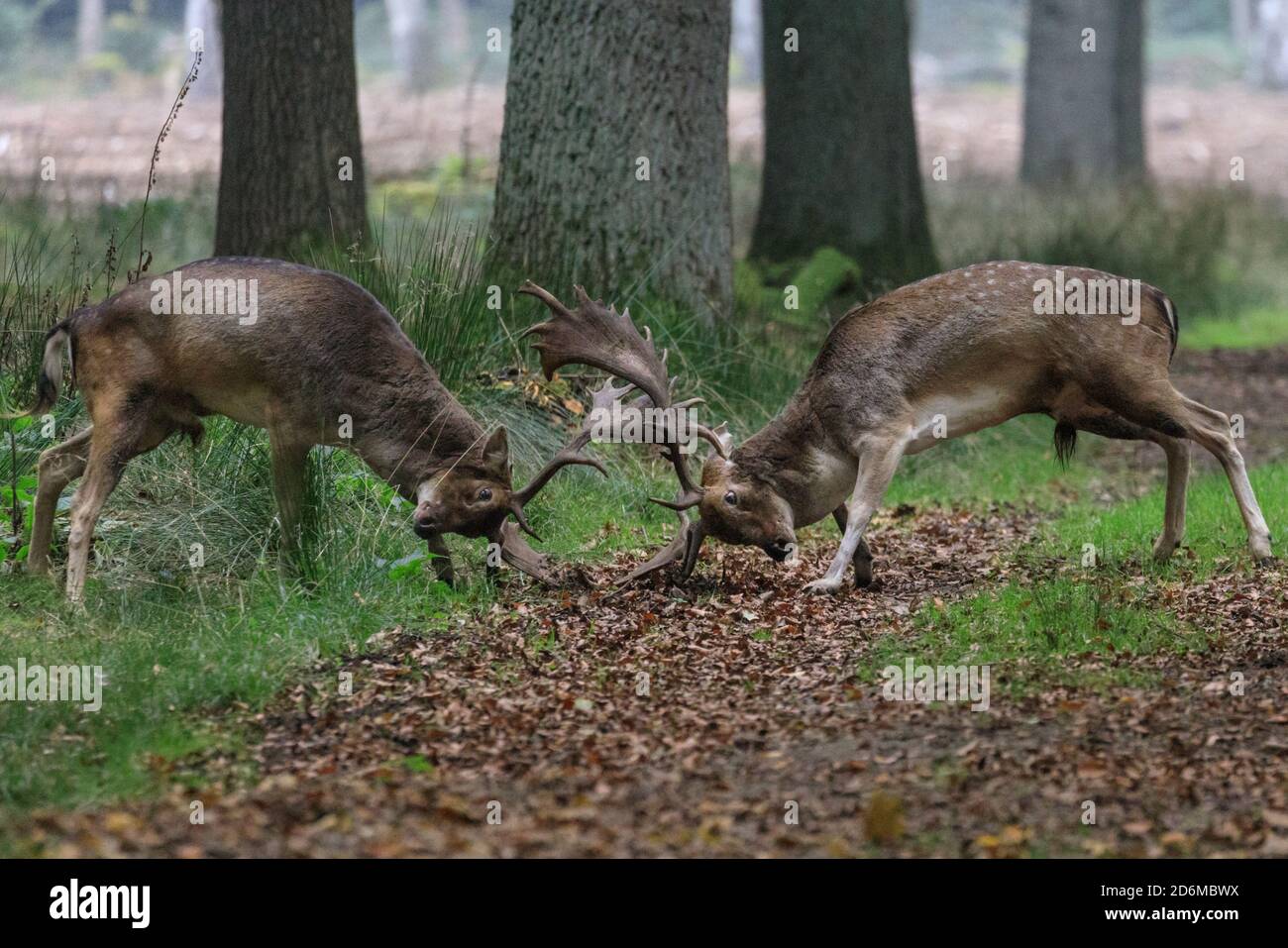 Combat de cerfs mâles Banque de photographies et d’images à haute ...