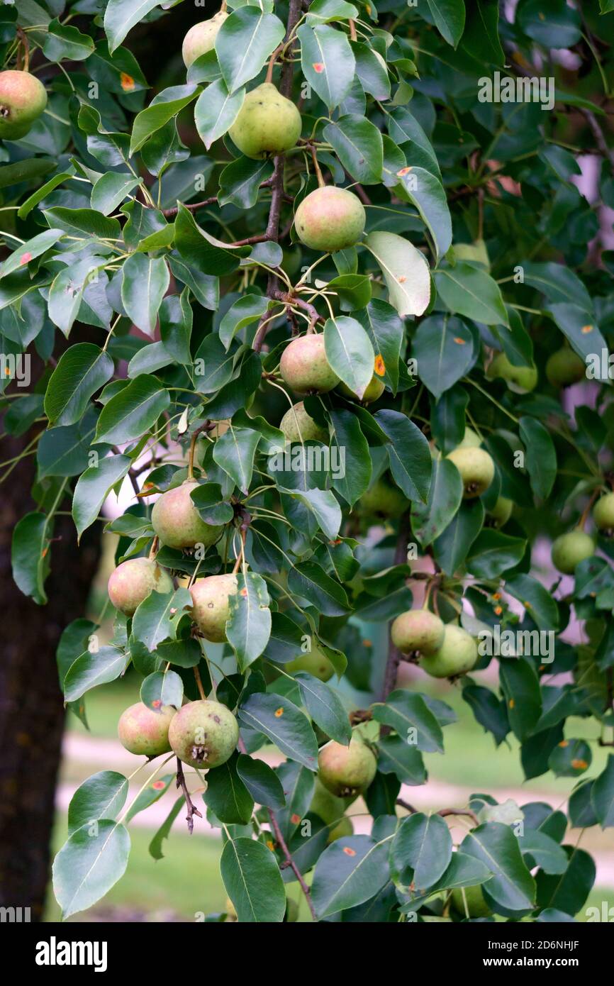 Branche de poirier vert Banque de photographies et d’images à haute ...
