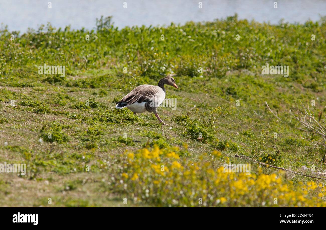 Oie grise Banque de photographies et d’images à haute résolution - Alamy