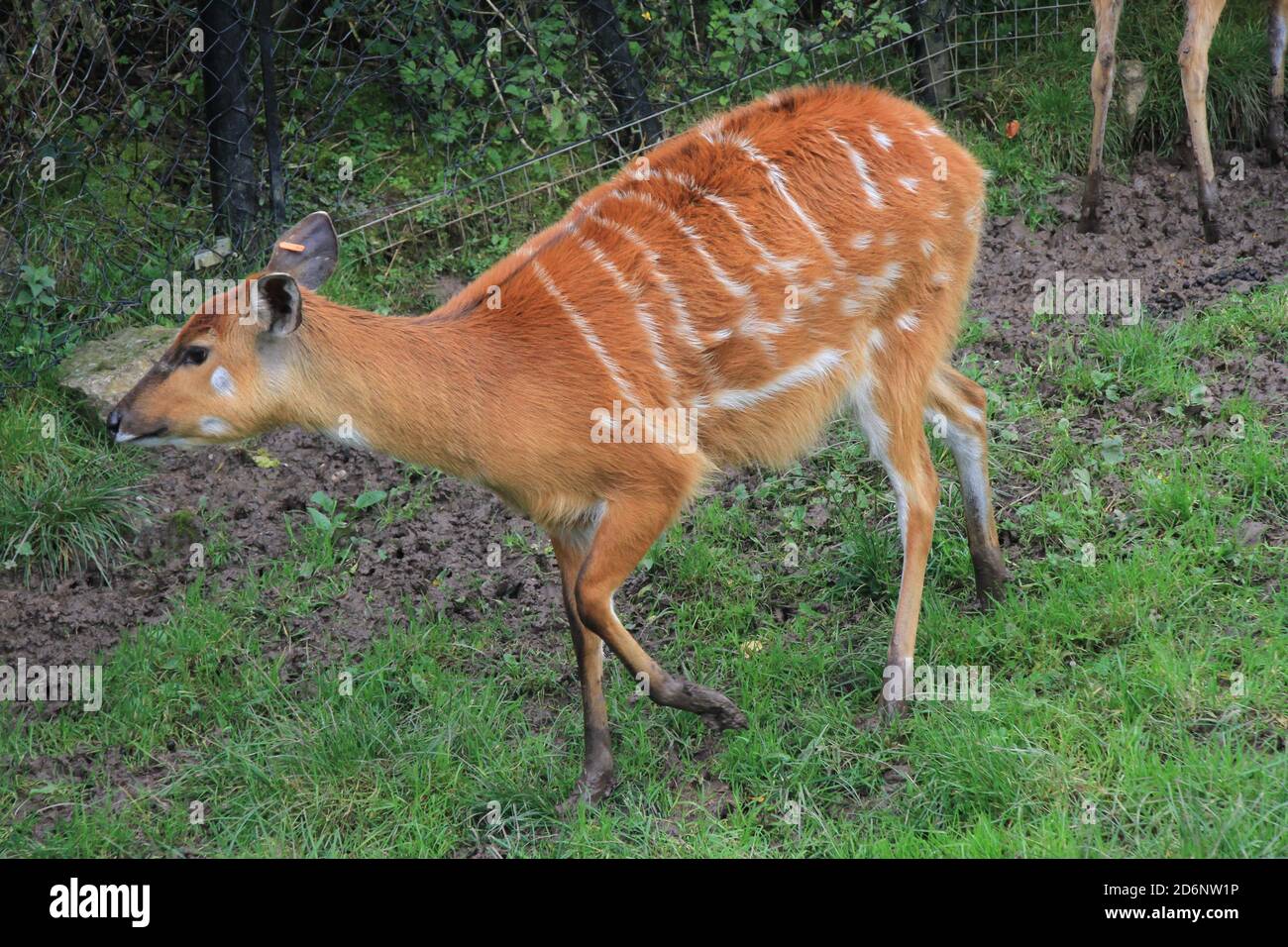 Sitatunga in swamp Banque de photographies et d’images à haute ...