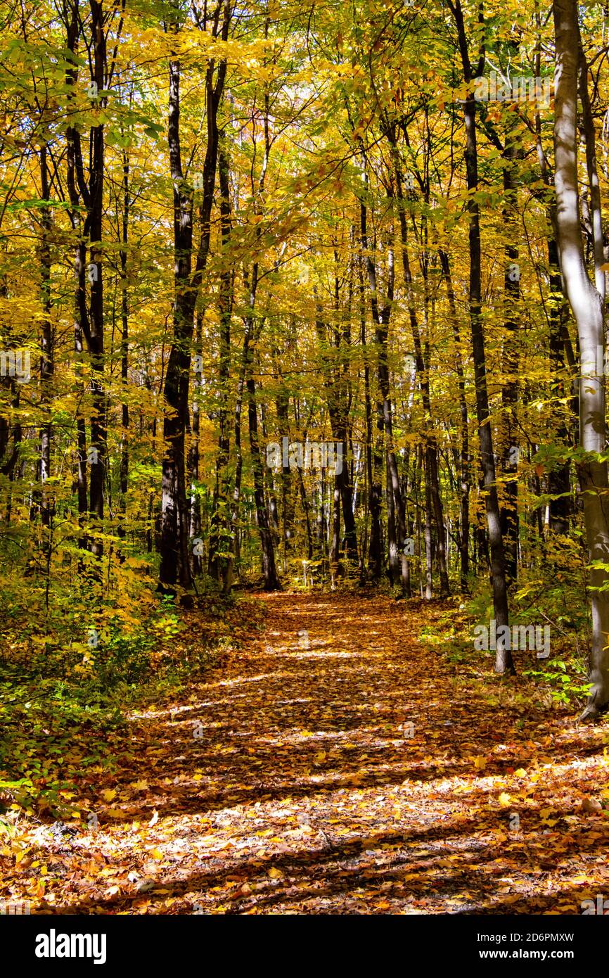 Sentier forestier en automne Banque de photographies et d’images à ...