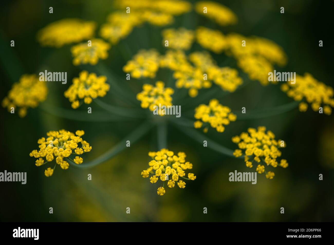 Plantes de fenouil Banque de photographies et d’images à haute ...