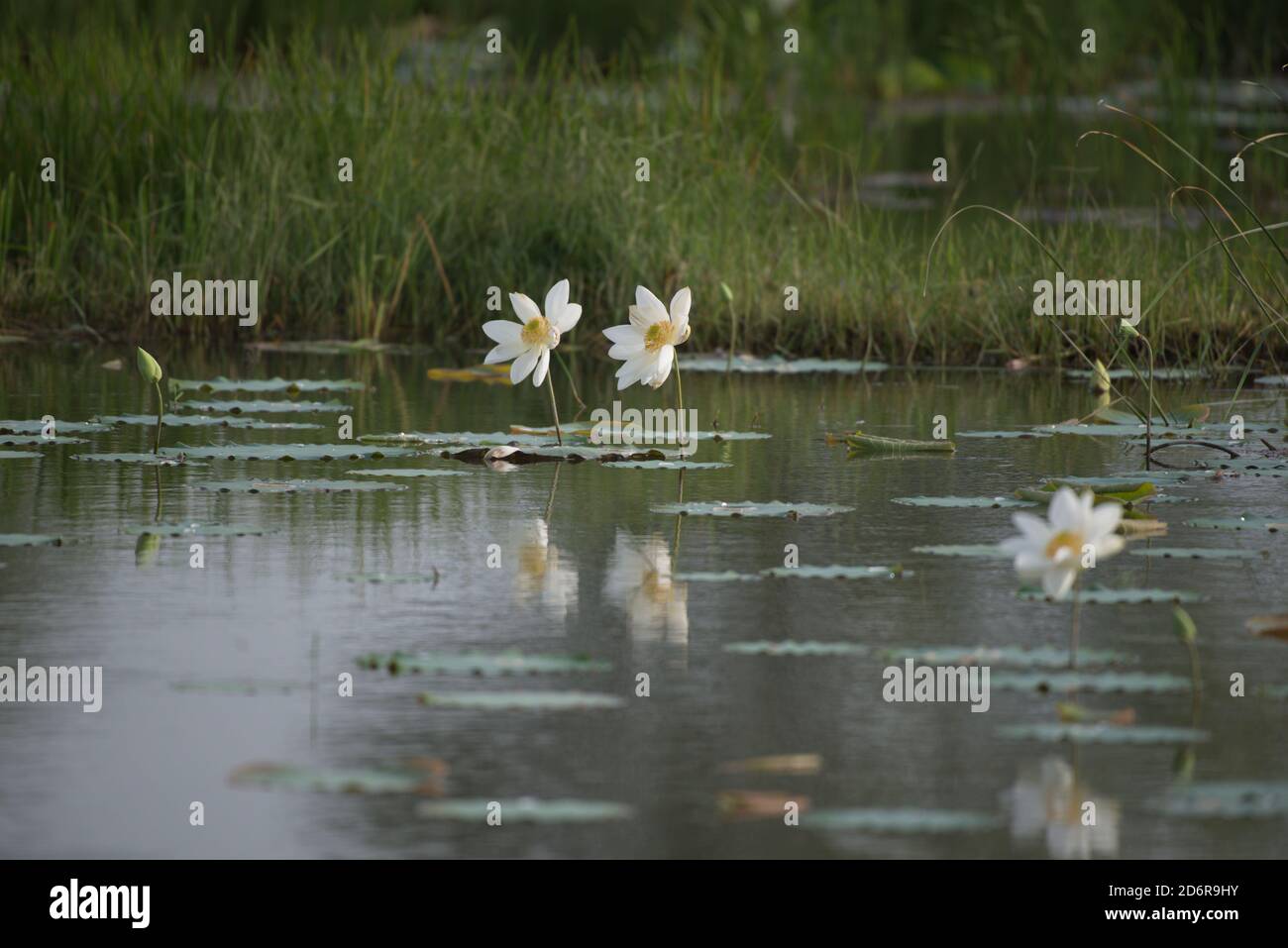 La fleur de Lotus blanc, le lotus de Nymphée, le Lotus égyptien blanc ...