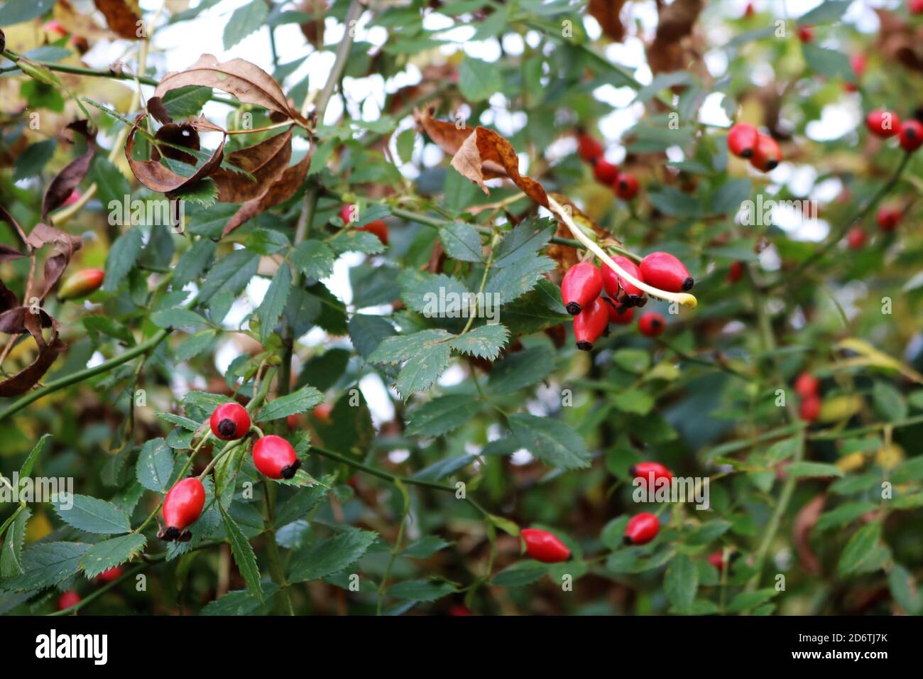 Arbuste aux fruits rouges Banque de photographies et d’images à haute ...