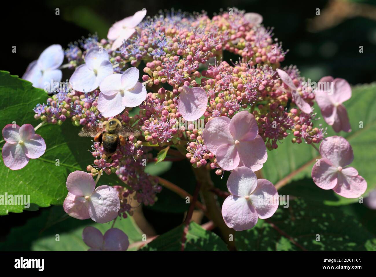 Hortensia Macrophylla Dame En Rouge Banque d'image et photos - Alamy