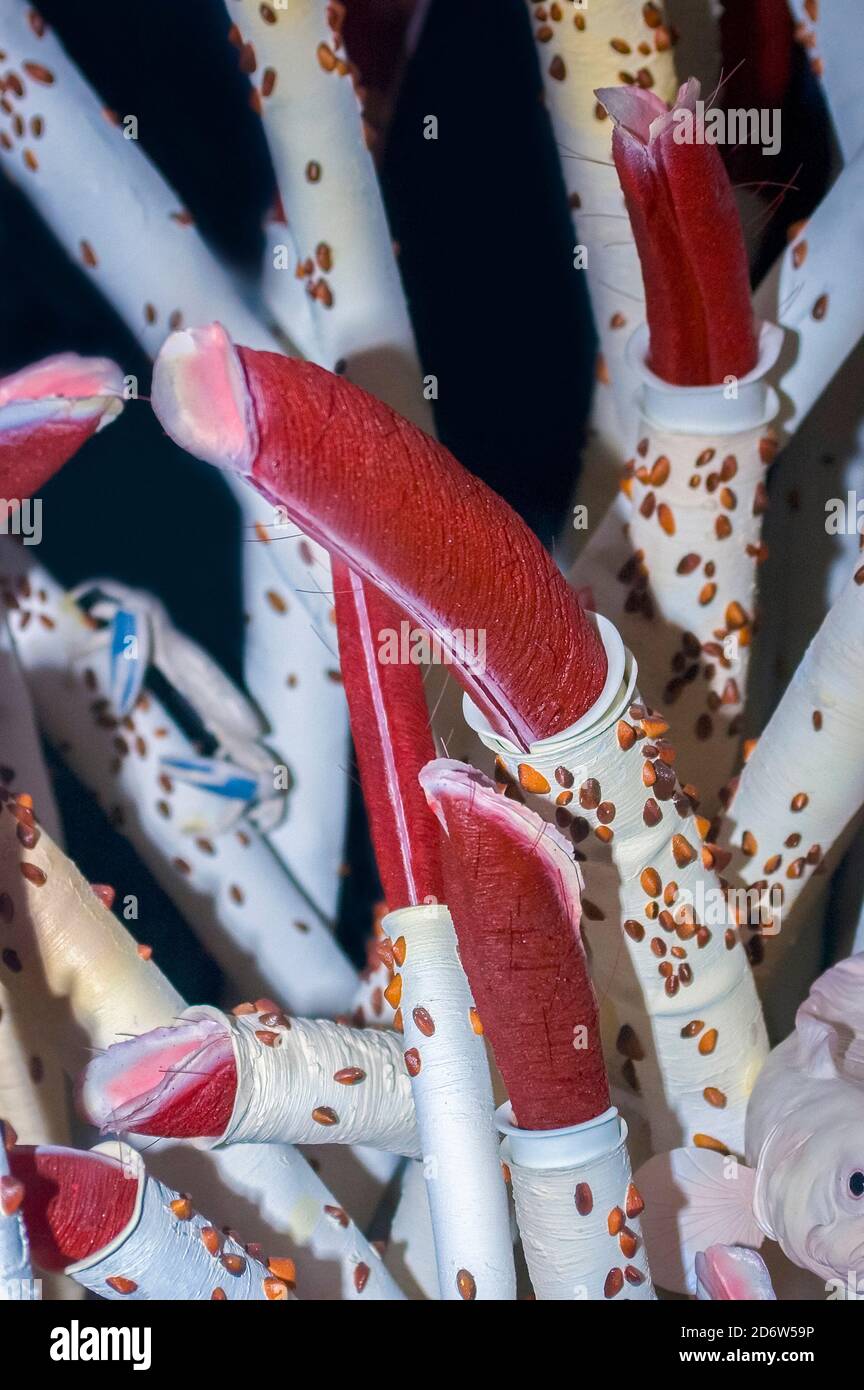 Riftia pachyptila Banque de photographies et d’images à haute ...