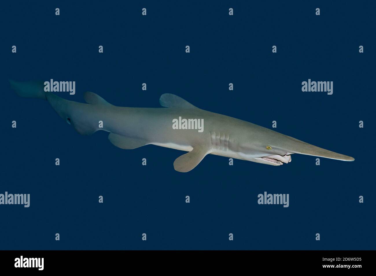 Requin lutin Banque de photographies et d’images à haute résolution - Alamy