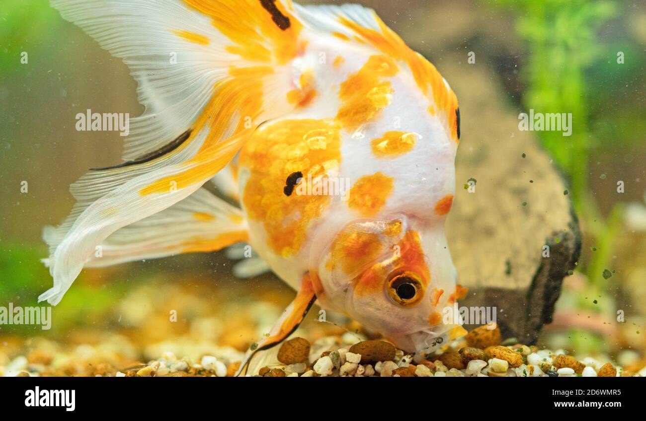 Beau poisson rouge ryukin Banque de photographies et d’images à haute ...