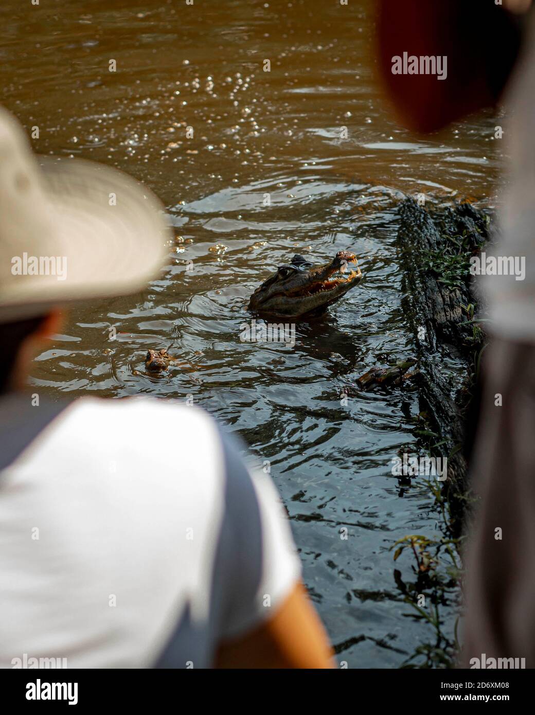 Amazon rainforest caiman Banque de photographies et d’images à haute ...