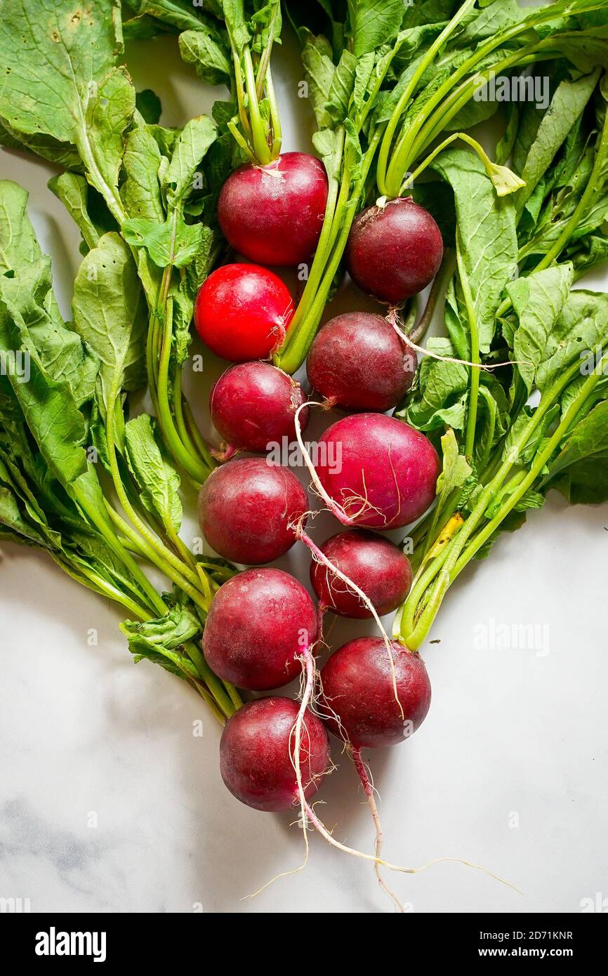 Radis ronds Banque de photographies et d’images à haute résolution - Alamy