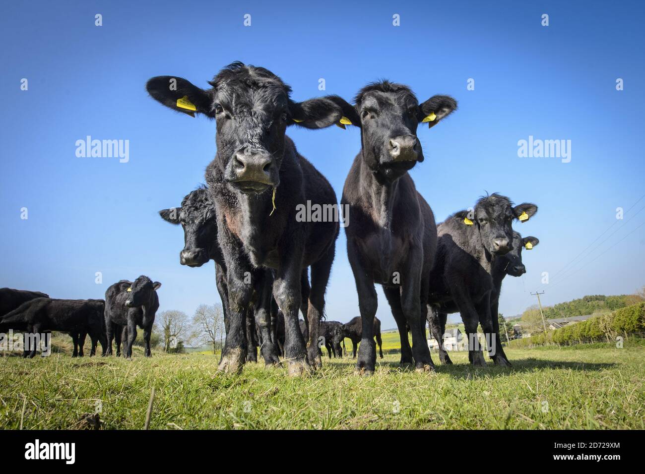 Yeux de vache black angus Banque de photographies et d’images à haute ...