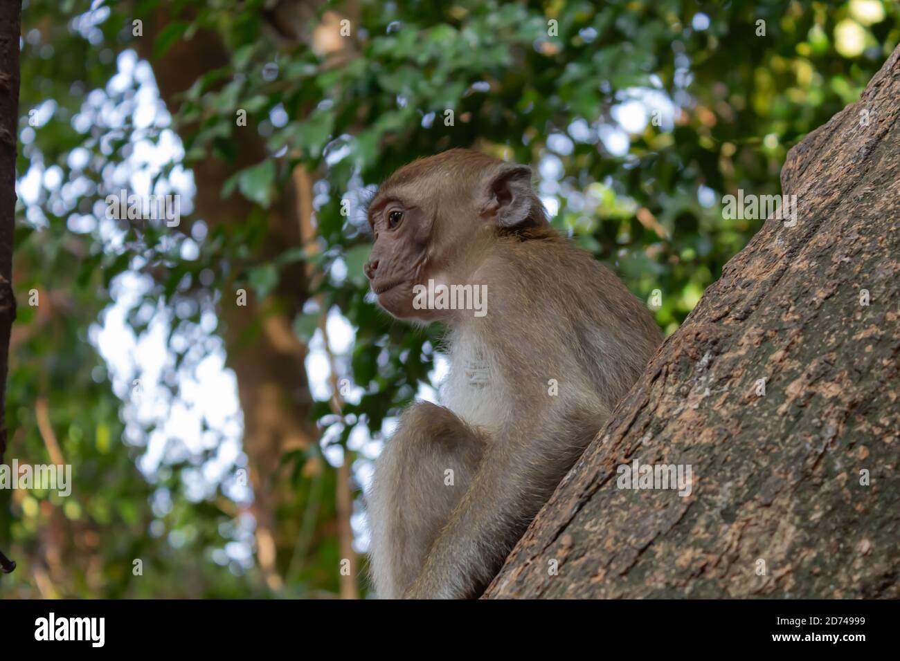 Jeune singe sur un arbre Banque de photographies et d’images à haute ...