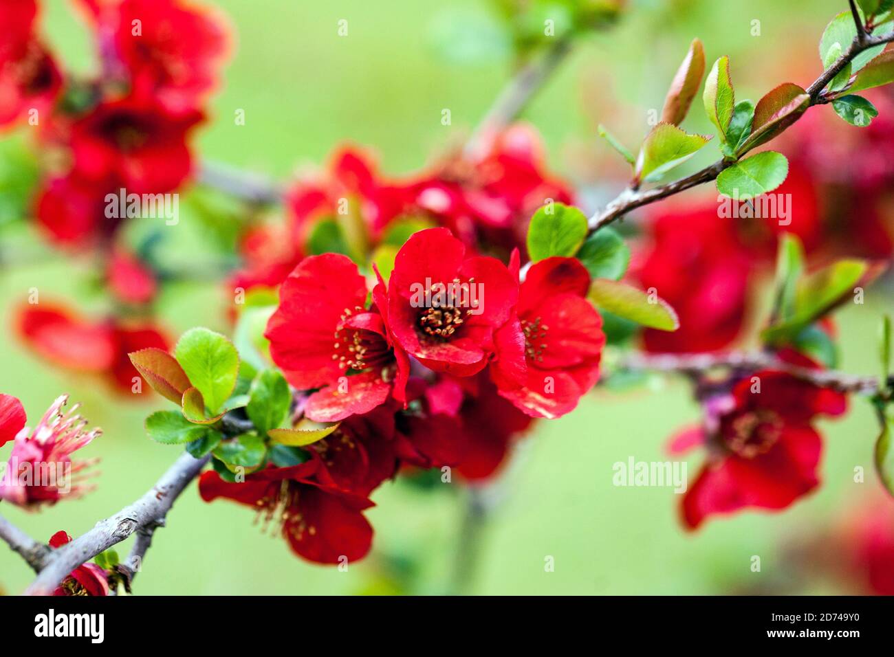 Chaenomeles japonica speciosa simonii coing japonais Banque de ...