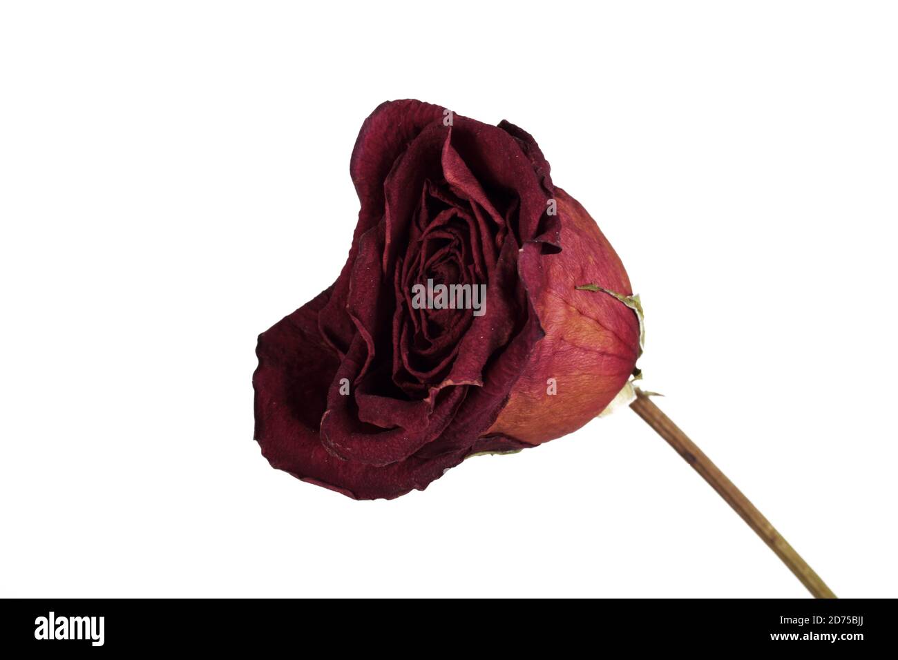 Rose rouge fanée Banque d'images détourées - Alamy