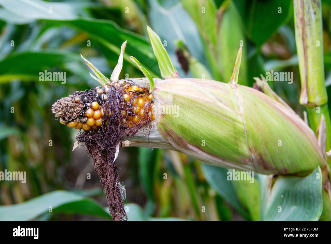 Plante de maïs Banque de photographies et d’images à haute résolution ...