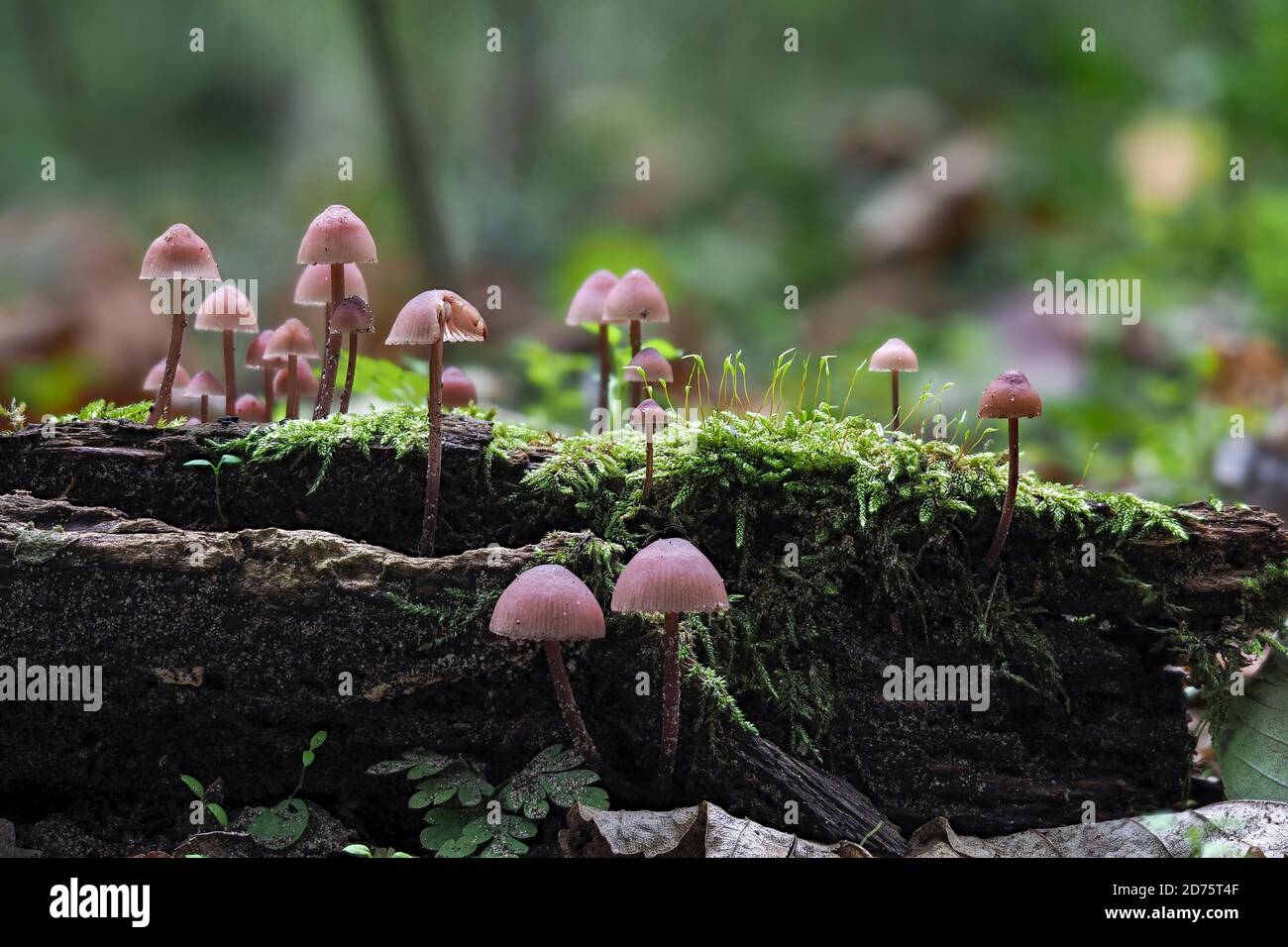 Grote bloedsteelmycena Banque de photographies et d’images à haute ...