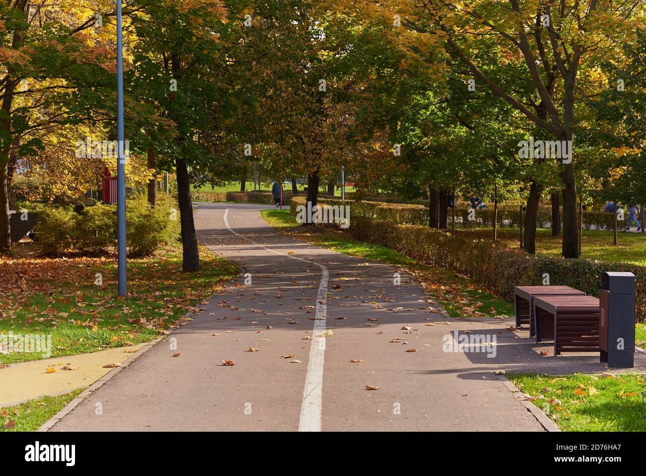Route pavée dans le parc, divisée par des marquages sur les parties ...