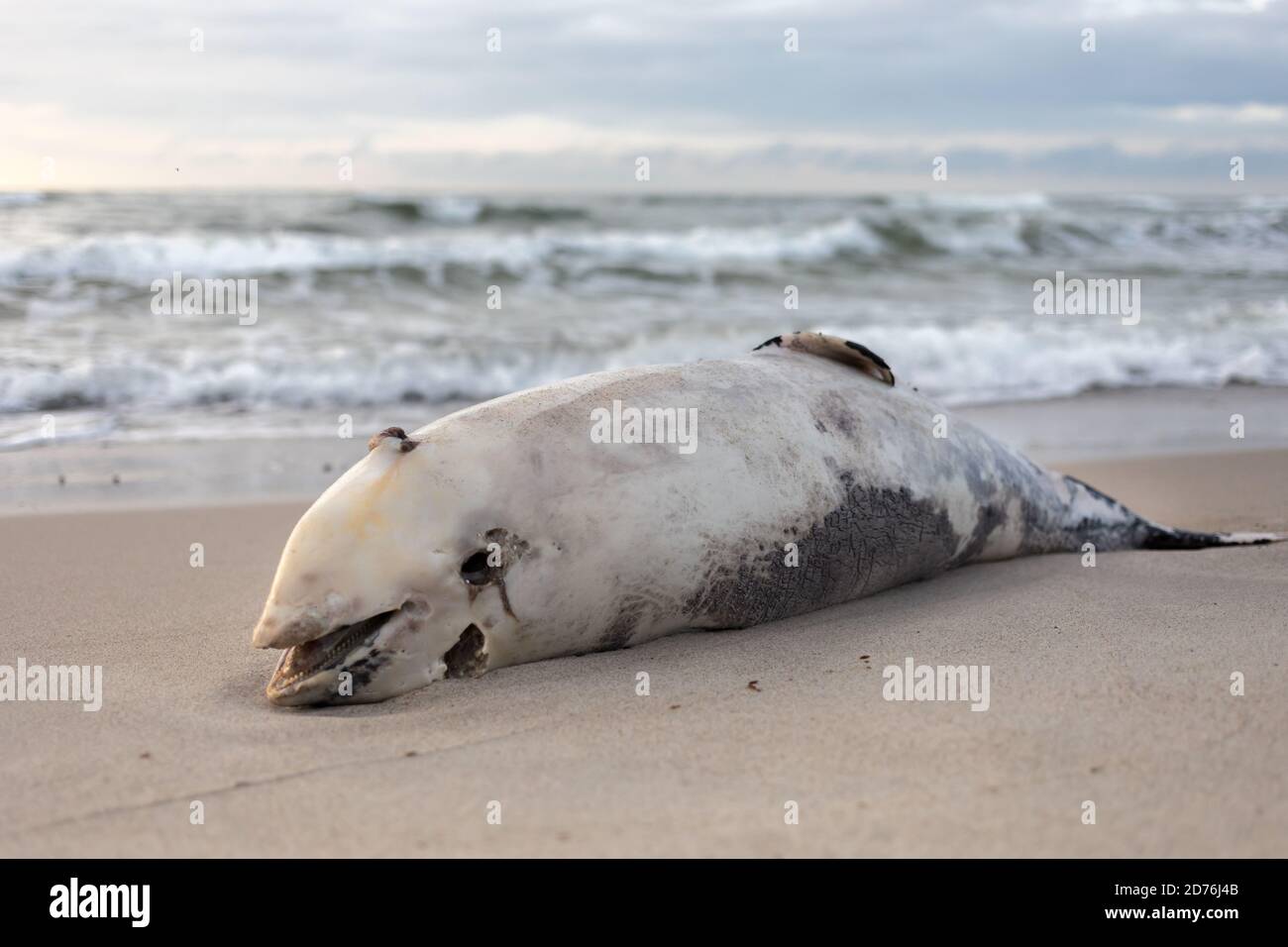Marsouin mort Banque de photographies et d’images à haute résolution ...