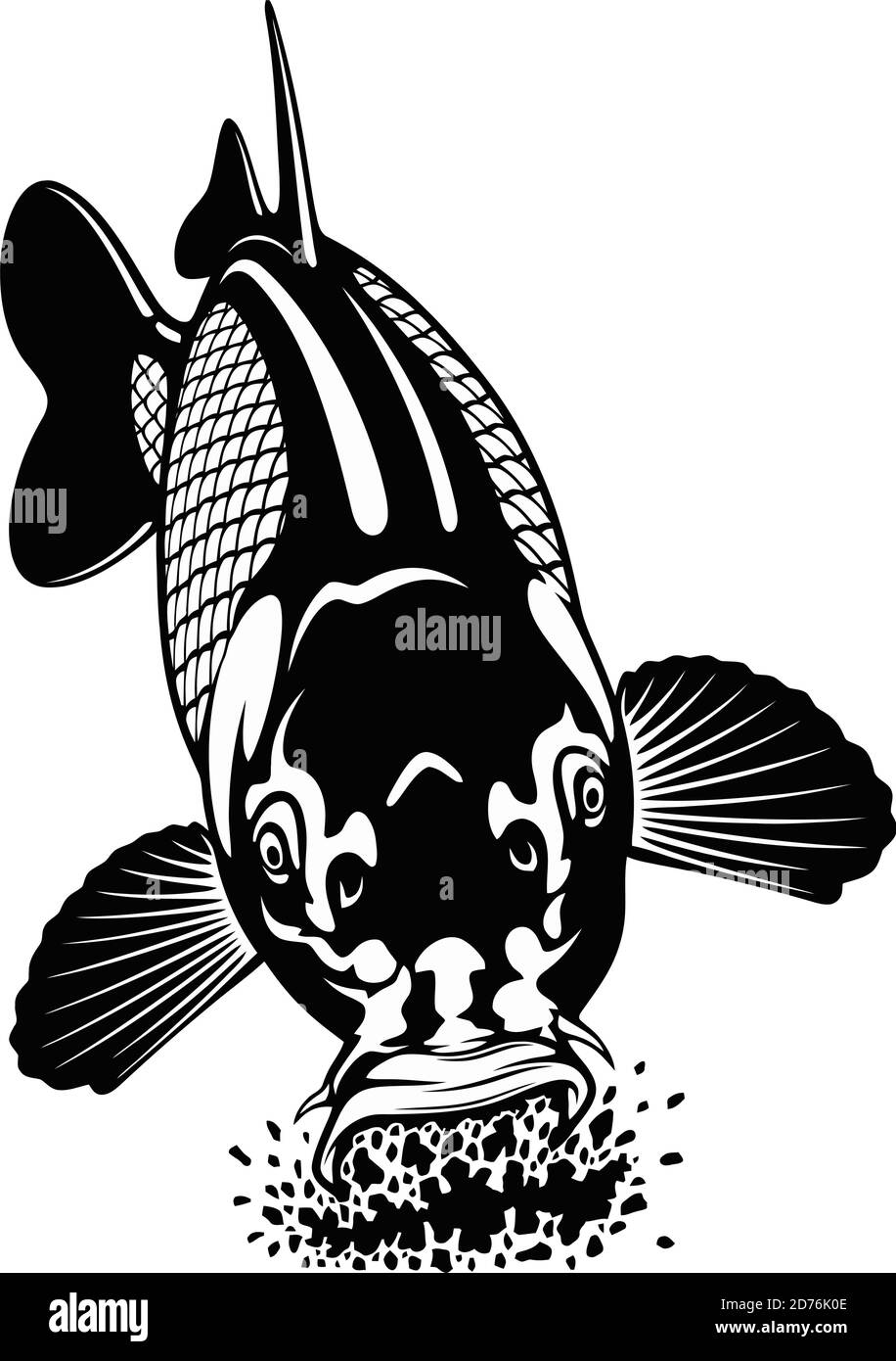 La carpe mange de la nourriture - poisson-carpe isolé sur fond blanc ...