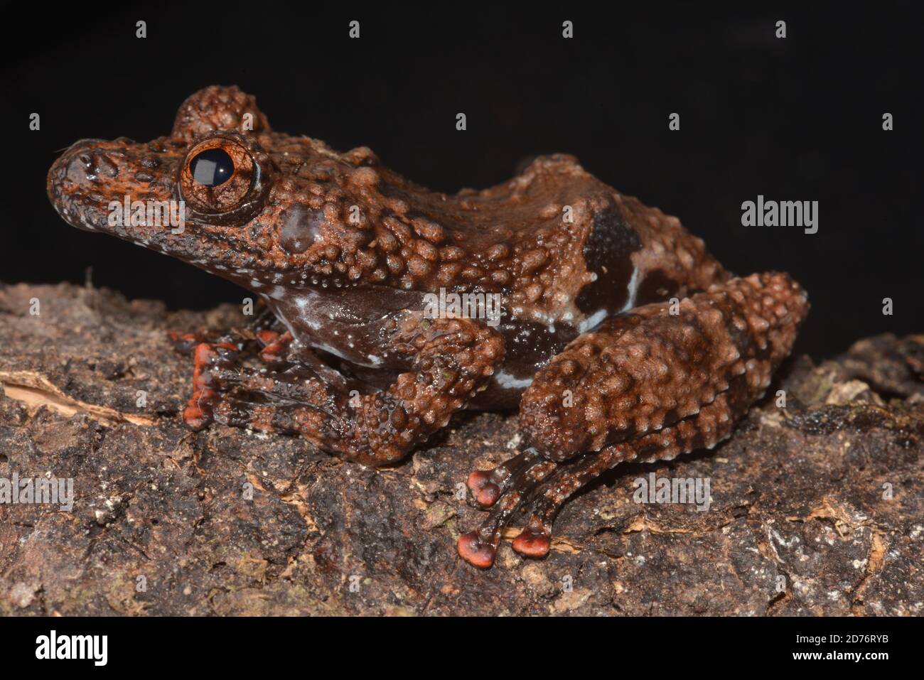 Theloderma horridum Banque de photographies et d’images à haute ...