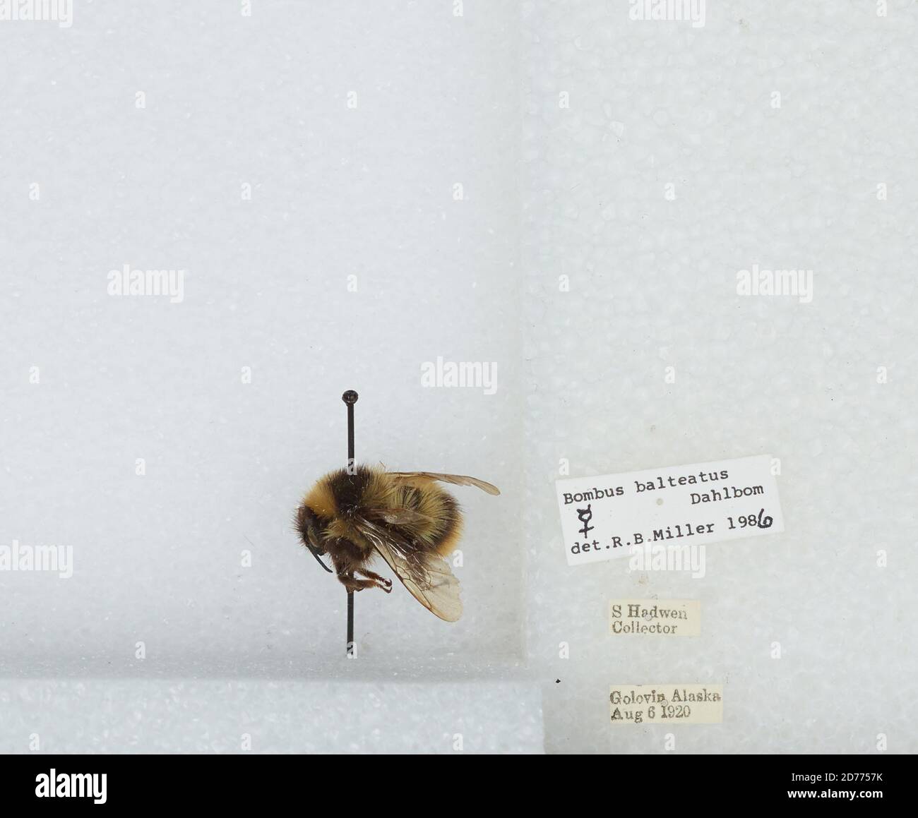 Golovin, Nome, Alaska, États-Unis, Bombus (Alpinobombus) balteatus ...